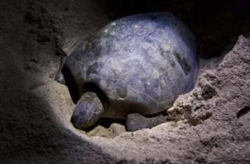 Why do sea turtles and corals spawn at night when the full moon rises ...